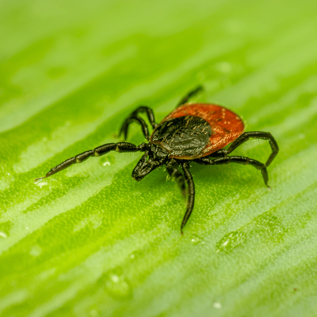 Stay Healthy: Mosquito and Tick Season is Upon Us | Chelsea Michigan ...